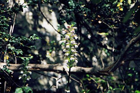 Premium Photo Close Up Of Flower Plant Inside Of Trees