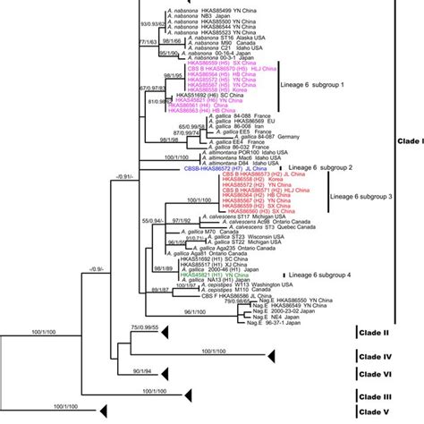 PDF Phylogenetic Analyses Of Armillaria Reveal At Least 15
