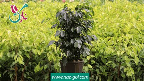 بنجامین بلک مجتمع تولیدی گل و گیاه نازگل محلات