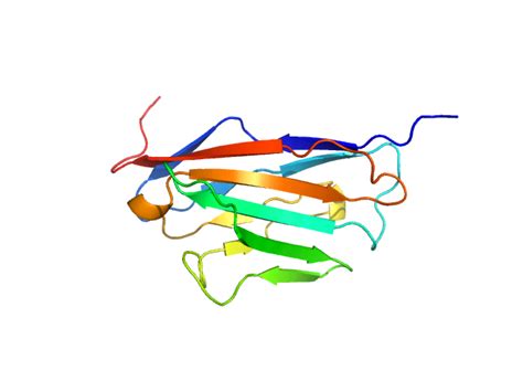 Sasdrc3 Homo Oligomeric Mixture Of Human Myelin Protein Zero Ig Domain