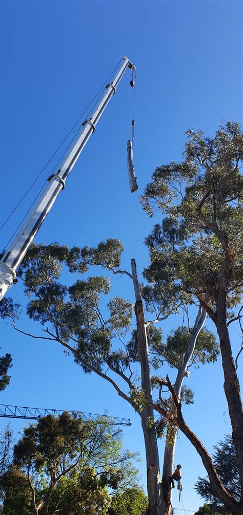 Gallery Tree Lopping Melbourne Joels Tree Services