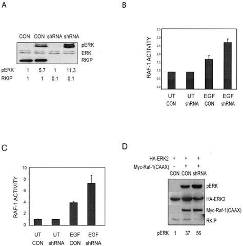 Rkip Shrna Enhances Erk And Raf 1 Activity In Response To Egf But Does