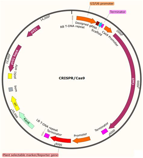 Crisprcas9 For Functional Analysis In Soybean Encyclopedia Mdpi