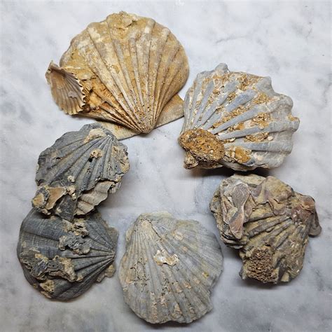 FOSSILIZED SCALLOP MATRIX Scallop Shell Fossil Chesapecten Fossil Shell Concretion Matrix