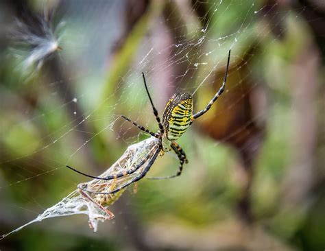 Spider 1 Grasshopper 0 Photograph By Michael Cunningham Fine Art America