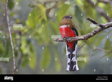 Red Headed Trogon Harpactes Erythrocephalus Female Sitting On A
