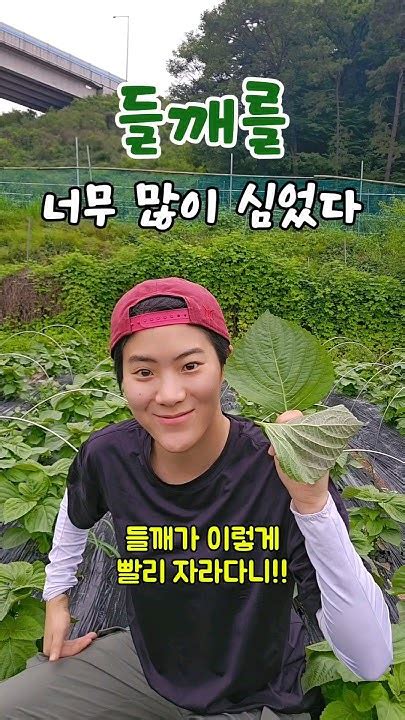들깨 를 너무 많이 심었다 Youtube