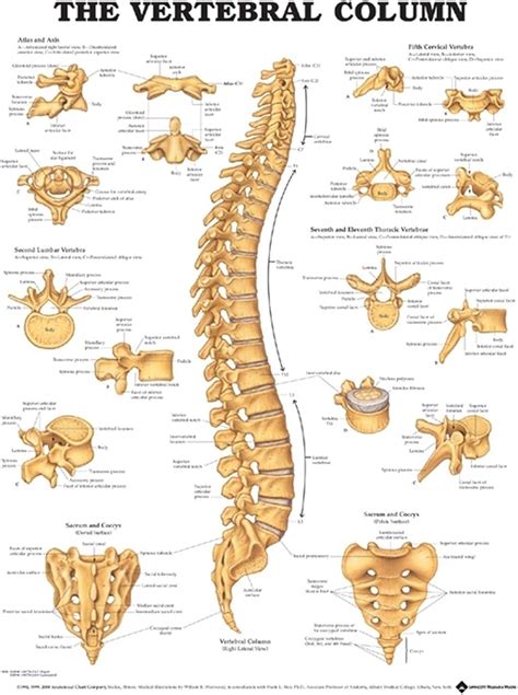 Amazon The Vertebral Column Anatomical Chart Westwood William B