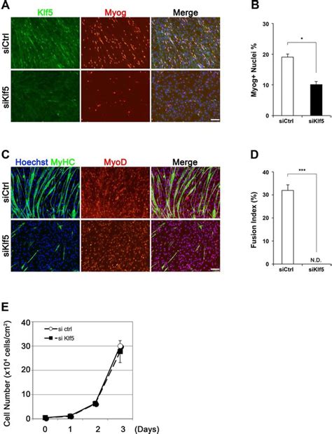 Figures And Data In Klf5 Regulates Muscle Differentiation By Directly Targeting Muscle Specific