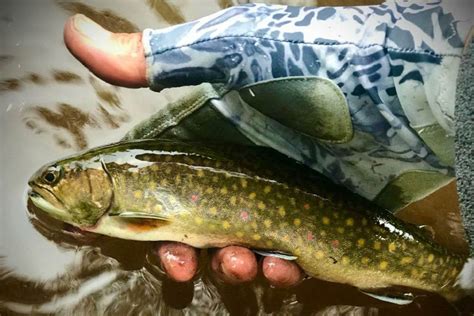 Brook Trout Vs Brown Trout A Simple Guide For 2026