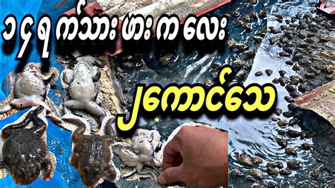 Frog ဖားကလေးများ ၁၃ ၁၄ ရက်အရွယ်လေးတွေပါ ဖားမွေးနည်း ဖားမွေးမြူရေး