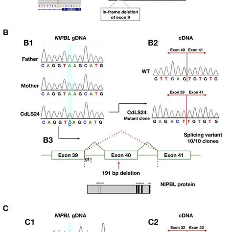 The Analysis For The Characterization Of The Splicing Variants A Download Scientific Diagram