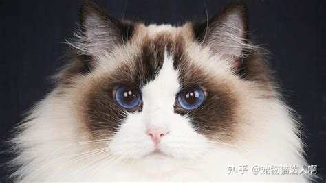 猫咪抗拒你抱它，可能它真的不喜欢你 知乎