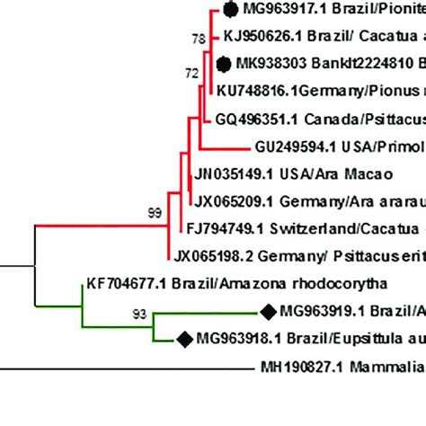Maximum Likelihood Phylogenetic Tree Constructed From Partial M Gene