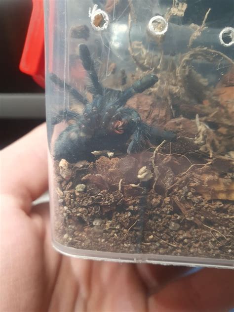 Sex Of My C Versicolor R Tarantulas
