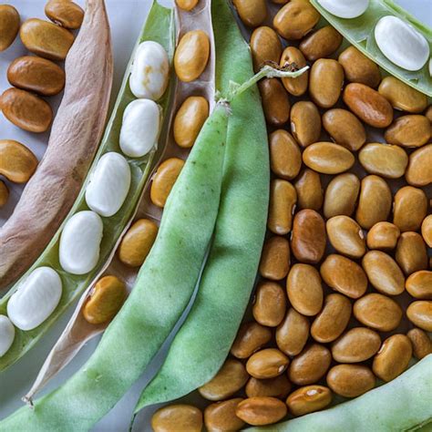 Bean Seeds Adventist Pole