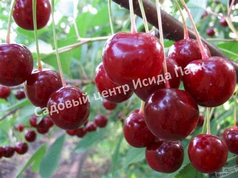 Саженцы черешни купить в Москве и Подмосковье по цене от 500 рублей﻿