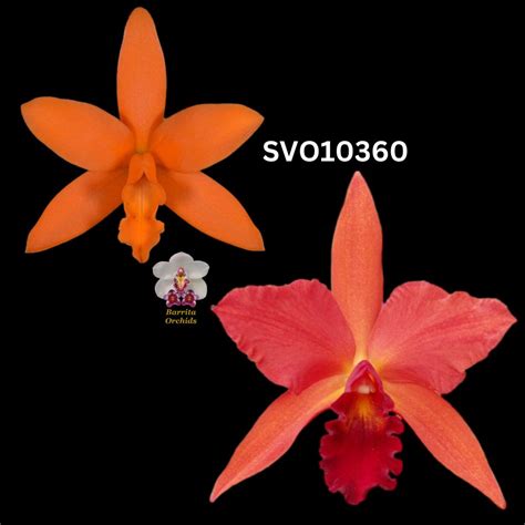 100mm Cattleya Orchid Seedling Svo10360 Lc Trick Or Treat Orange Ma
