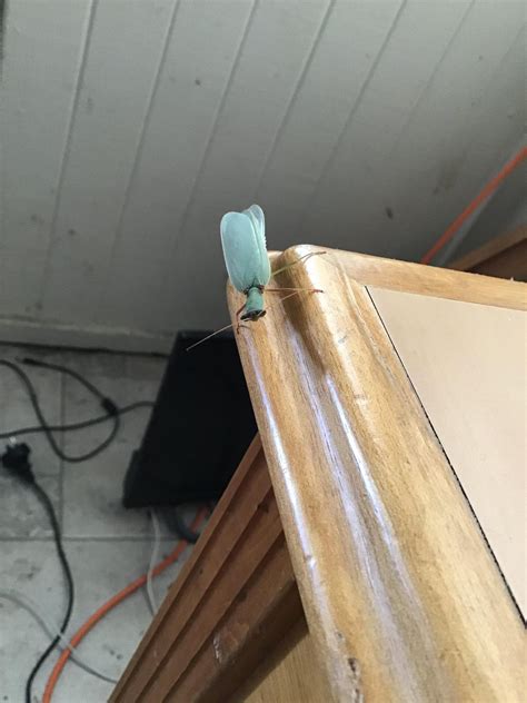 this suddenly appeared on my desk anyone know what it is r whatsthisbug