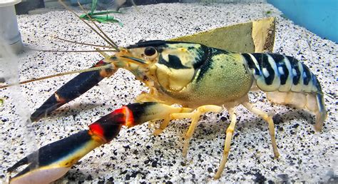 Papuan Peacock Crayfish Cherax Sp Peacock Rare Aquarists Across