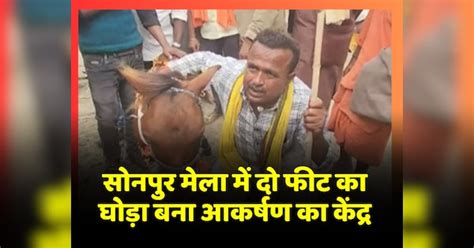 Sonpur Mela 2023 Two Feet Horse Becomes Center Of Attraction In Sonpur