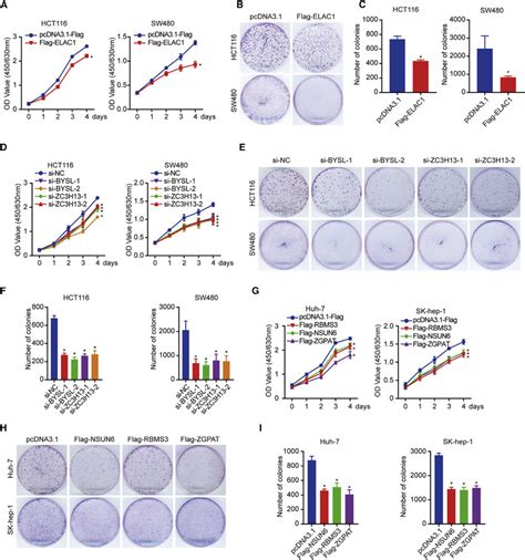 Functional Validation Of 6 Rbp Candidates In Colorectal And Liver