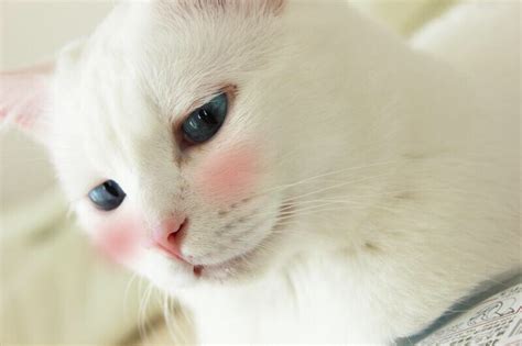 発 見アプリを使って猫の頬にチークを入れたら可愛すぎたねこナビ