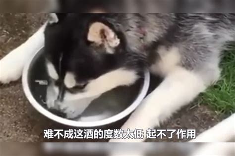 女主人给金毛喝酒，喝完酒就开始耍酒疯，演技爆表！金毛演技女主人