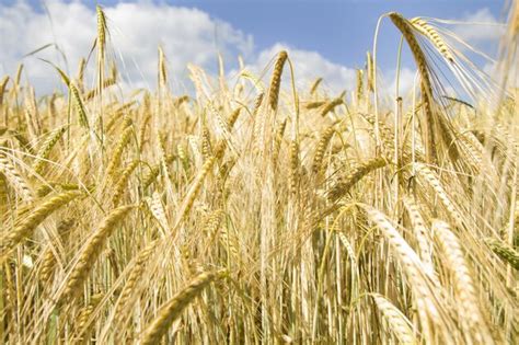 Premium Photo No Humans Sky Outdoors Day Scenery Cloud Blue Sky Field