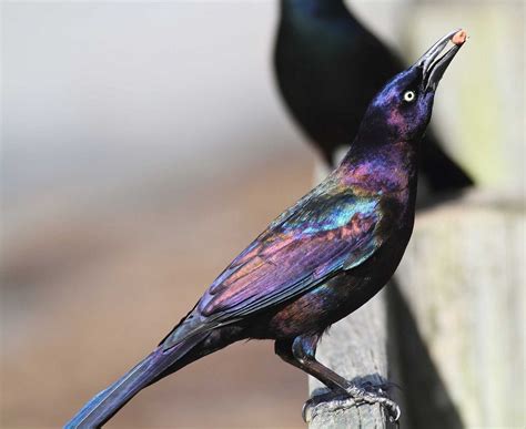 Common Grackle Identification All About Birds Cornell Lab Of Ornithology Artofit