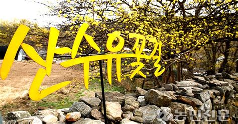 경기 이천 백사 산수유꽃축제 개최24~26일