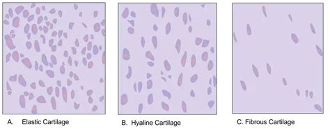 Differences Between Bones And Cartilage Bones Vs Cartilage Biology
