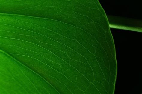 Leaf Vein Natural Free Photo On Pixabay Pixabay