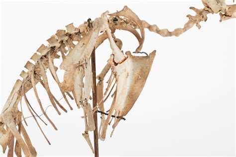 The Giant Fossil Penguins Of Prehistoric Antarctica World Penguin Day