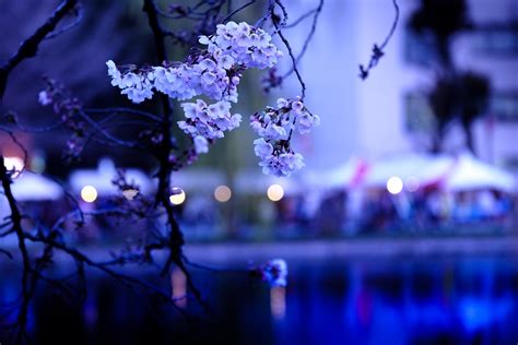 벚꽃 사쿠라 밤 Pixabay의 무료 사진 Pixabay