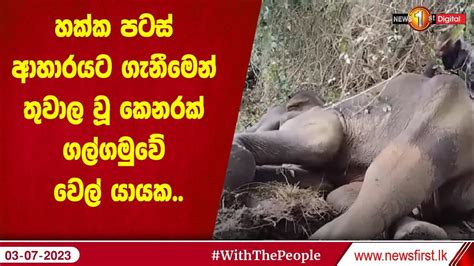 හක්ක පටස් ආහාරයට ගැනීමෙන් තුවාල වූ කෙනරක් ගල්ගමුවේ වෙල් යායක Youtube