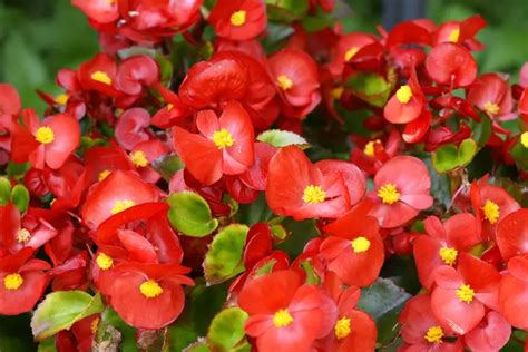 Growing Begonia Plants From Cuttings Growing Guides Daltons