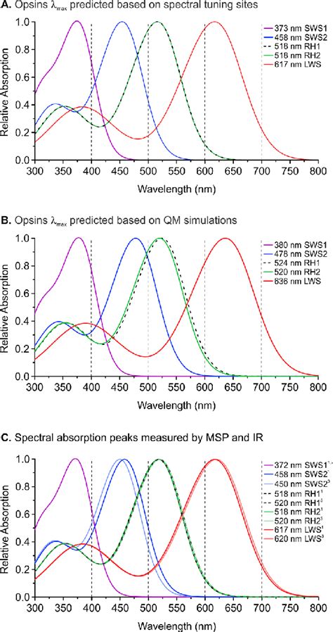 Spectral Absorption Curves Of The Five Visual Opsins Sws1 Sws2 Rh1