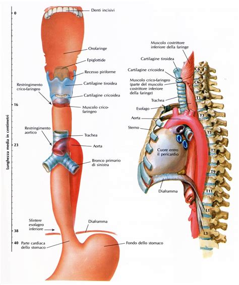 Esofago Medicinapertutti It