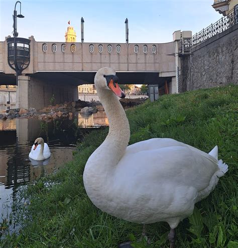 Lebede In Centru R Oradea
