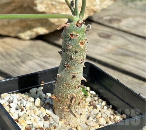 Shpr13550 Pelargonium Crithmifolium Кактус онлайн