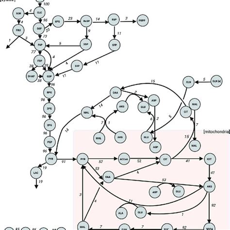 Predicted Steady State Reaction Fluxes We Applied The Model To Predict