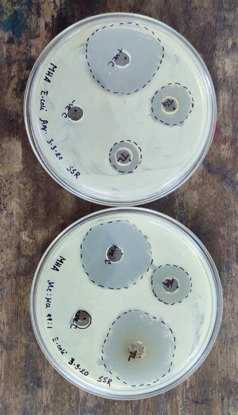 Antimicrobial Assay Against Li Download Scientific Diagram