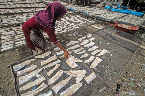 Pengolahan Daging Hiu Antara News