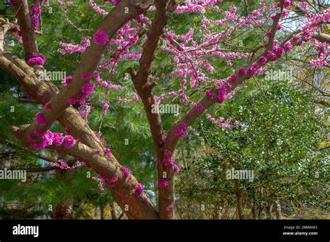 Spring Tree With Pink Blooming Flowers And Flowers Sroutiing Out Of Tree Trucks Bark Stock Photo