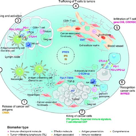 Transcriptomic Biomarkers Of Icb Response In Cancer Immune Cycle
