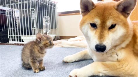 子猫と柴犬が初対面 子猫を怖がらせないようにする柴犬の優しい行動にホッとする エウレカねこ部