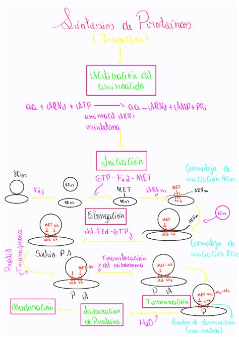 Síntesis De Proteínas Esquemas Y Mapas Conceptuales De Bioquímica