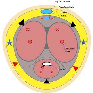 Cross Sectional Illustration Shows The Penile Anatomy The Core Of The
