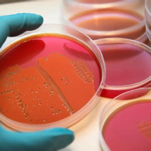 Cosmetic Microbiology Testing MySwissLab ISO Certified